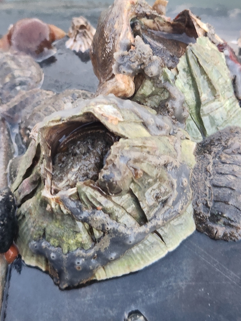 Giant Acorn Barnacle from Eureka, CA, USA on January 25, 2023 at 07:42 ...