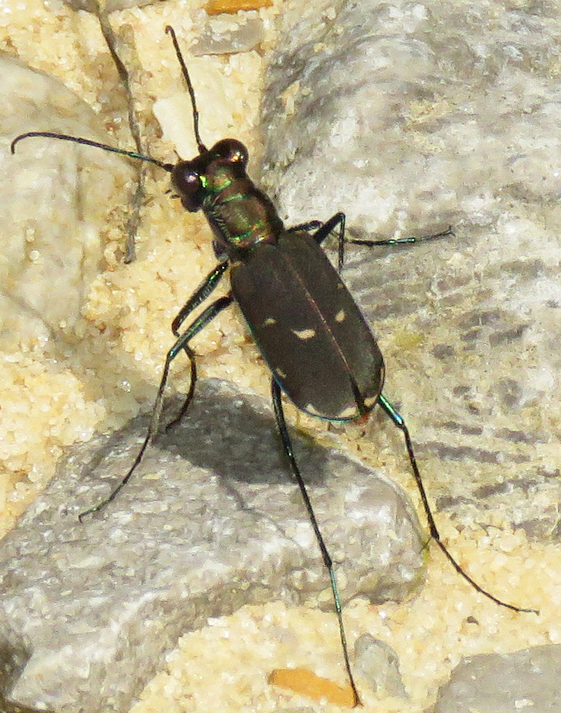 Eastern Red-bellied Tiger Beetle from Fentress County, TN, USA on July ...