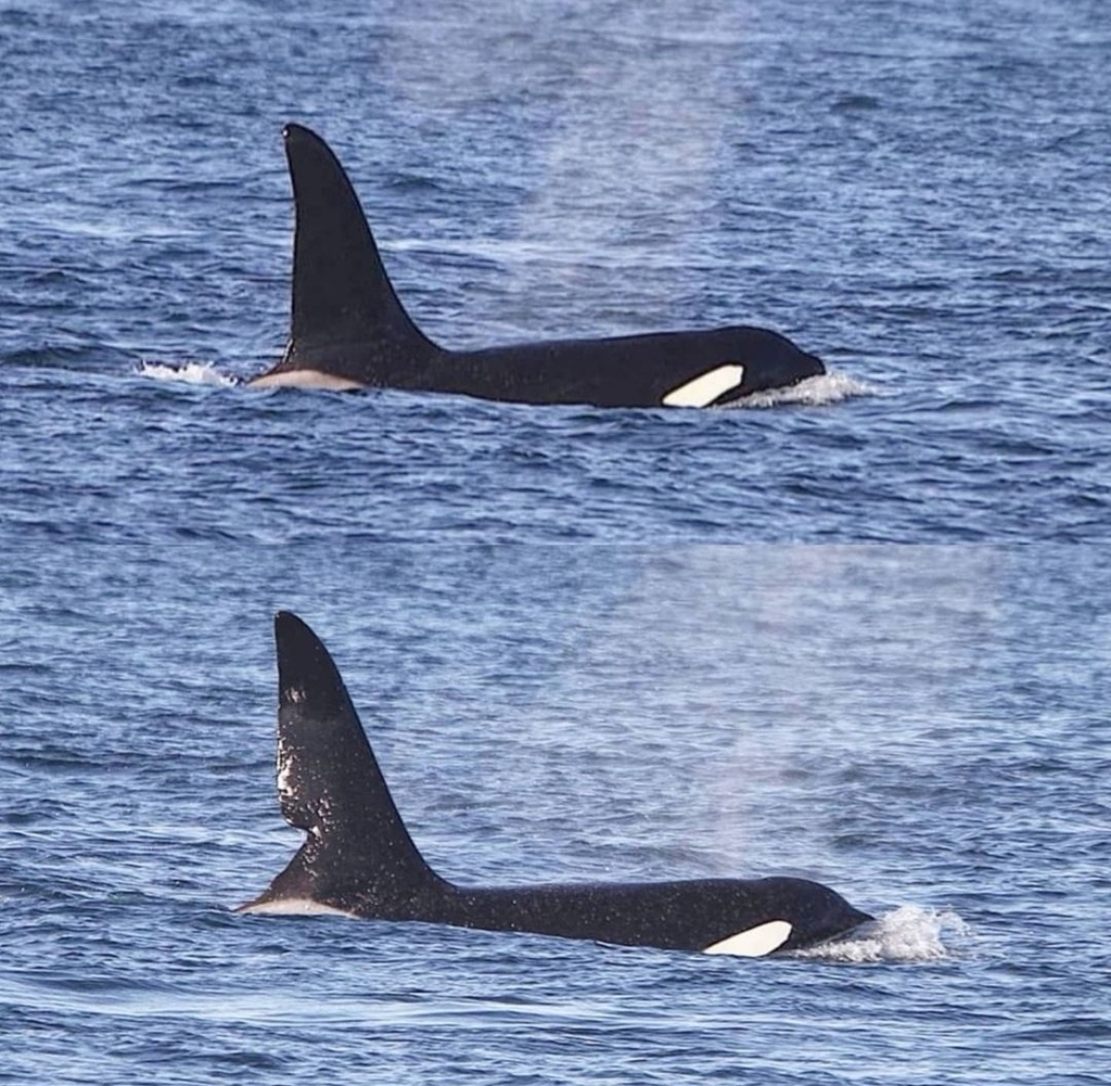 Orca from Neist Point Lighthouse on October 15, 2020 at 09:30 AM by ...