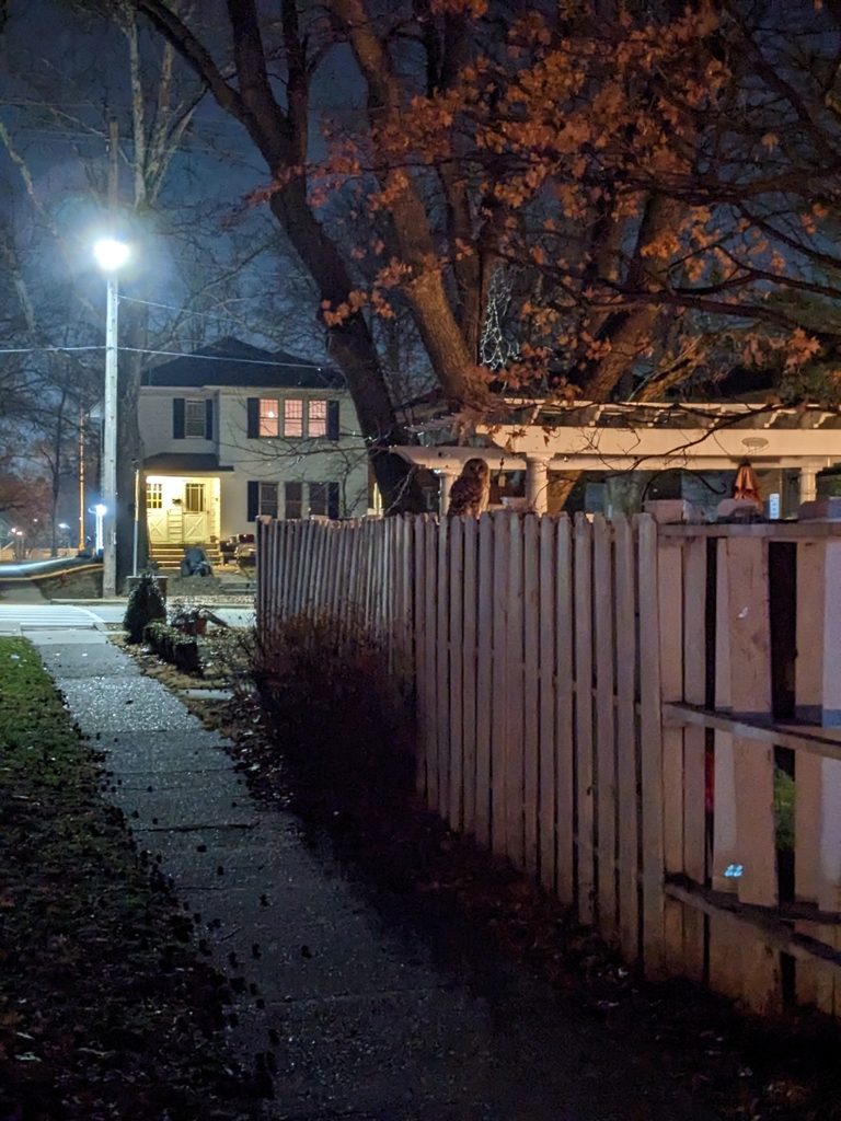 Barred Owl from Historic West-Side, Springfield, IL, USA on January 23 ...