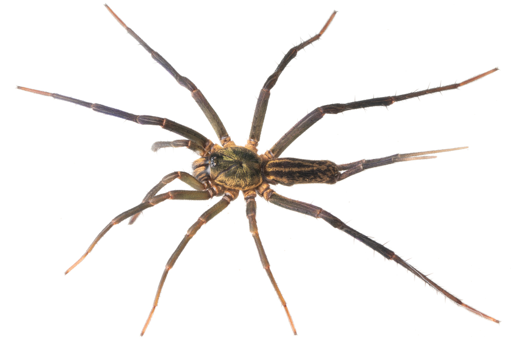 Colombian Funnel Web Spider in January 2023 by Prakrit Jain · iNaturalist