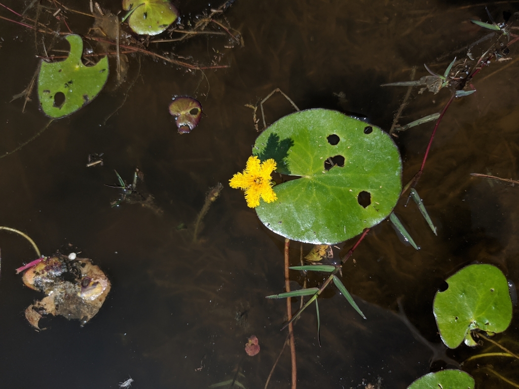 Nymphoides fallax from Tepotzotlán, Méx., México on November 18, 2022 ...