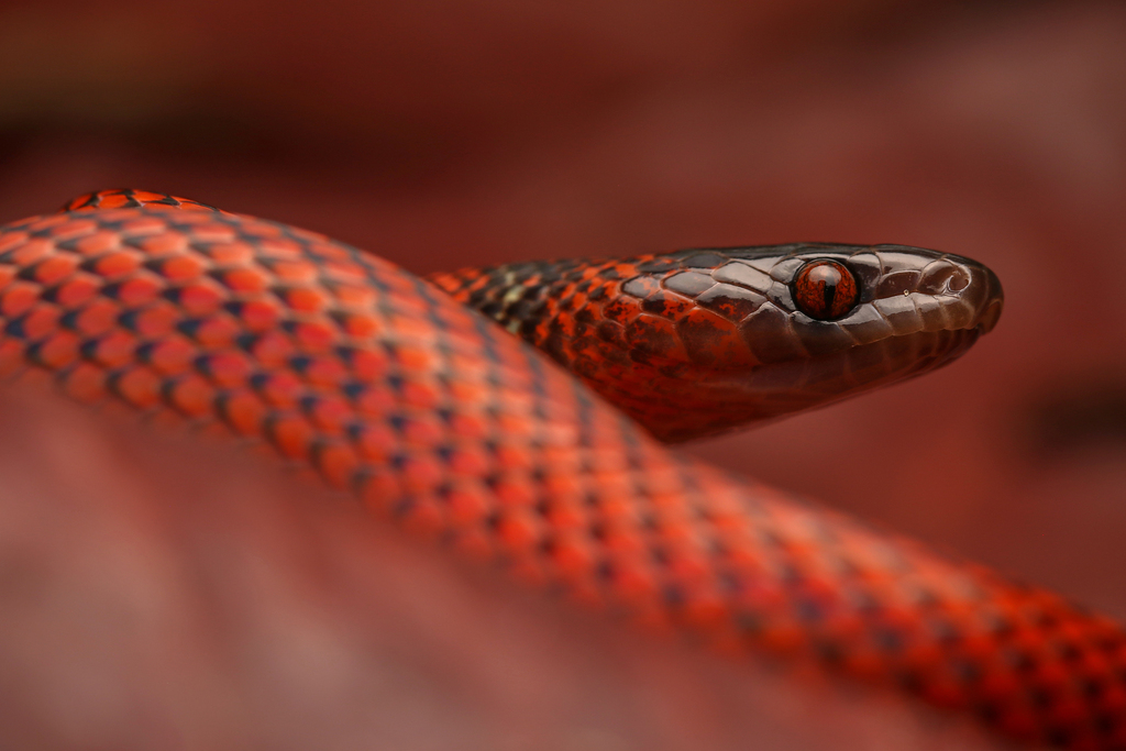 Tschudi's False Coral Snake in December 2022 by Prakrit Jain · iNaturalist