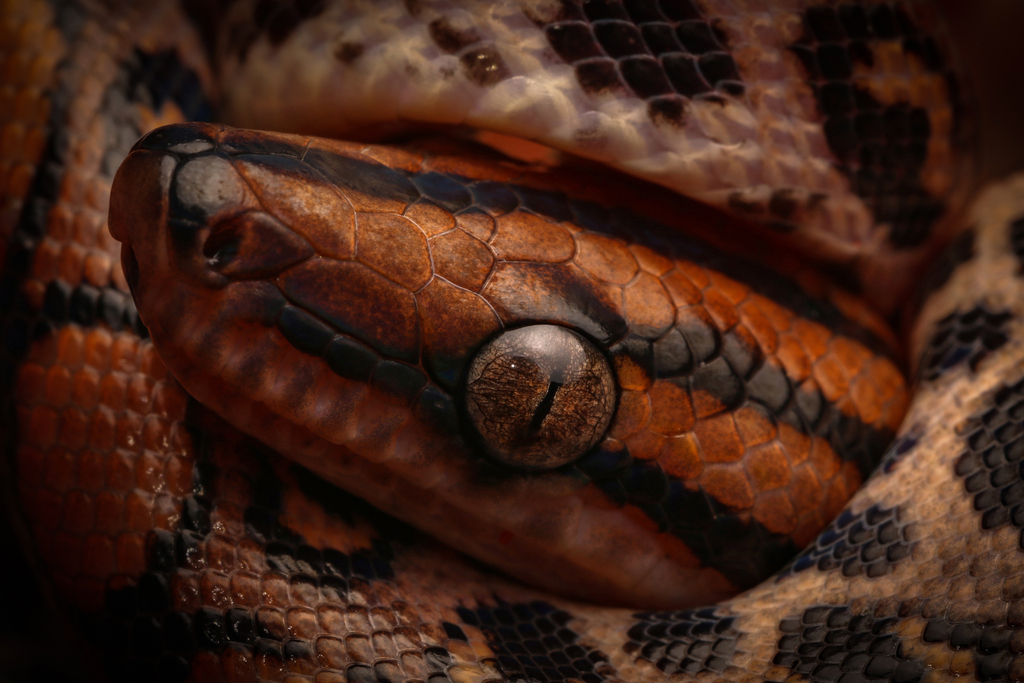Western Rainbow Boa in December 2022 by Prakrit Jain · iNaturalist