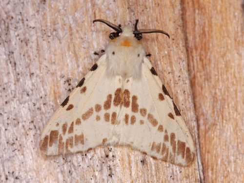 Lemyra punctatostrigata · iNaturalist United Kingdom