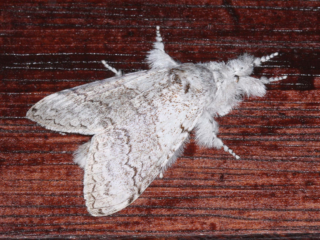 Calliteara opposita from Syoubri Village, West Papua, Indonesia on ...