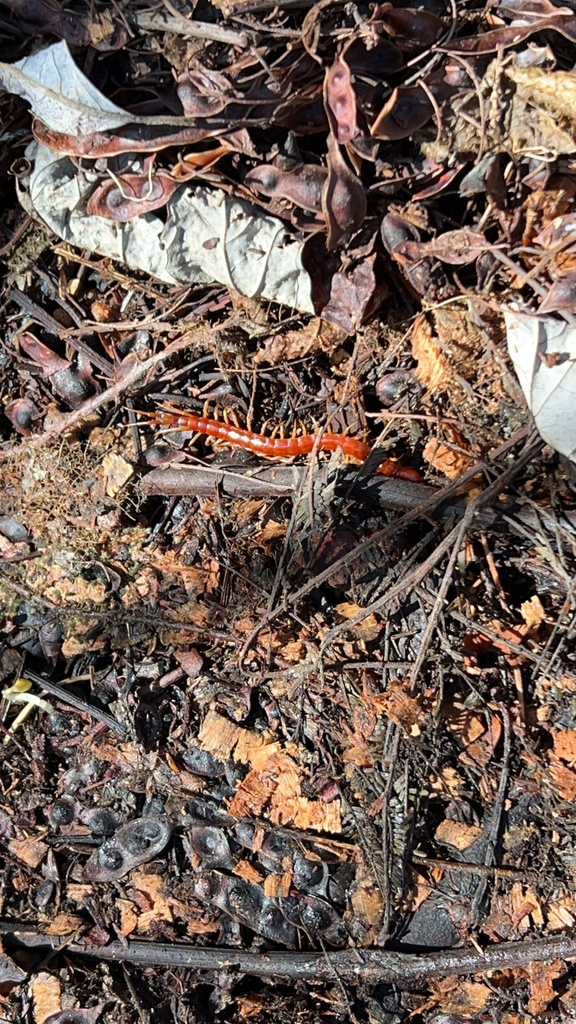 Scolopocryptops spinicaudus from Humboldt Botanical Garden, Loleta, CA ...