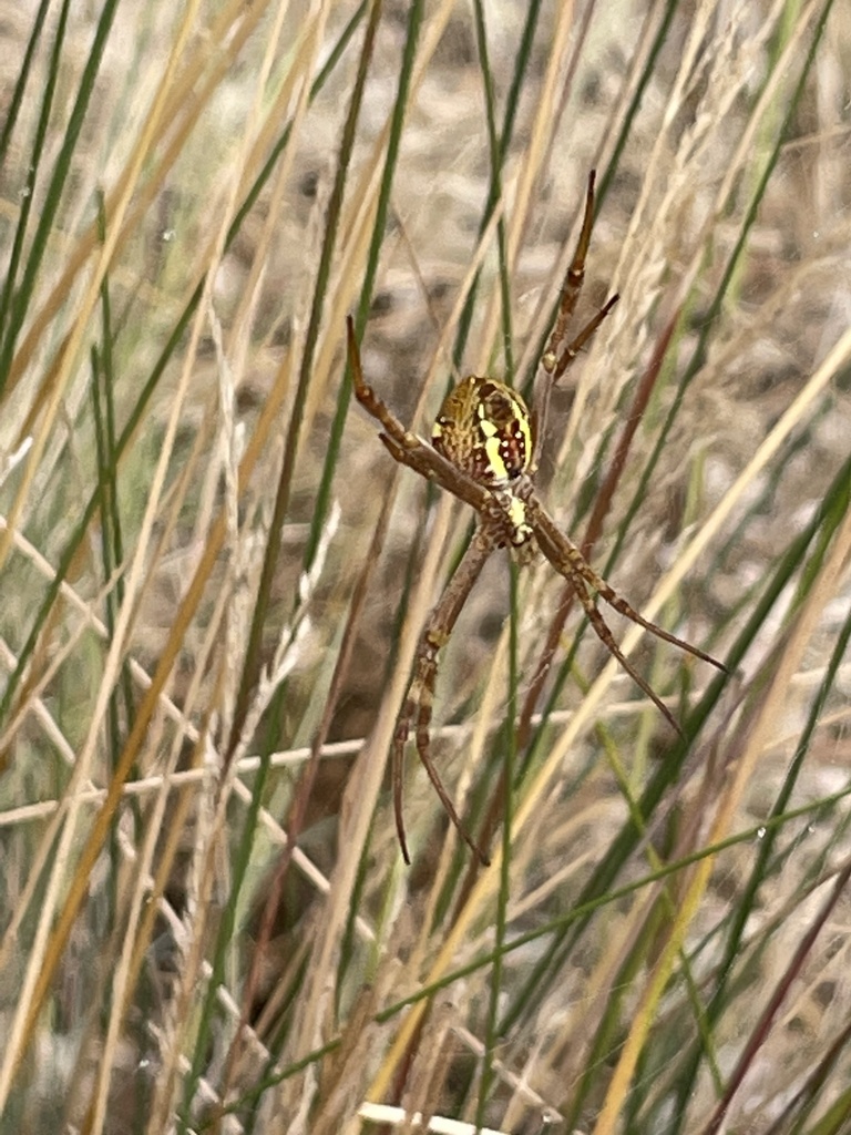 Saint Andrew's Cross Spider from Jeremy Way, Frankston South, VIC, AU ...