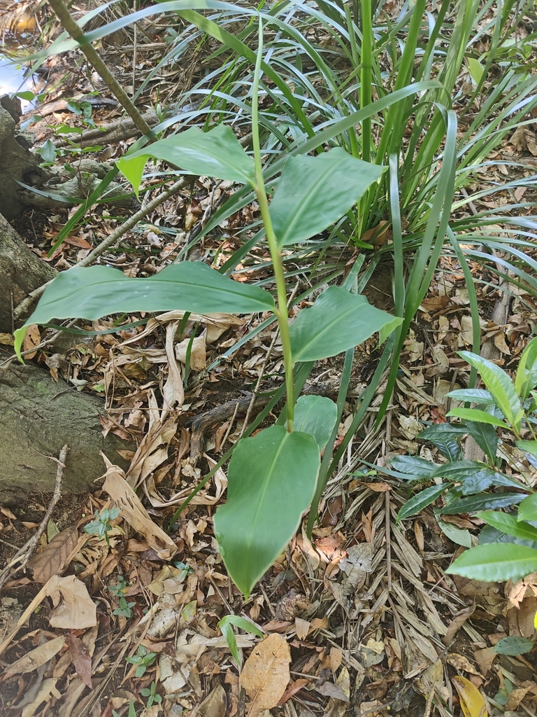 Native Ginger in January 2023 by Tiki · iNaturalist