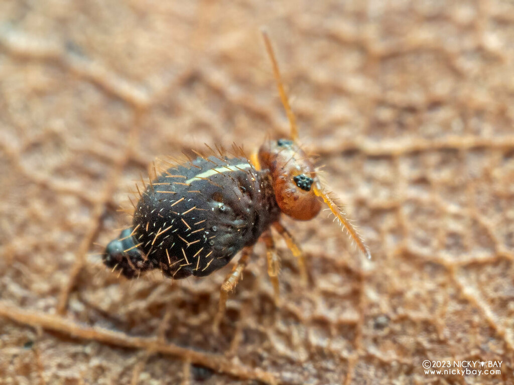Sminthuridae from Geylang, Singapore on January 19, 2023 at 04:45 PM by ...