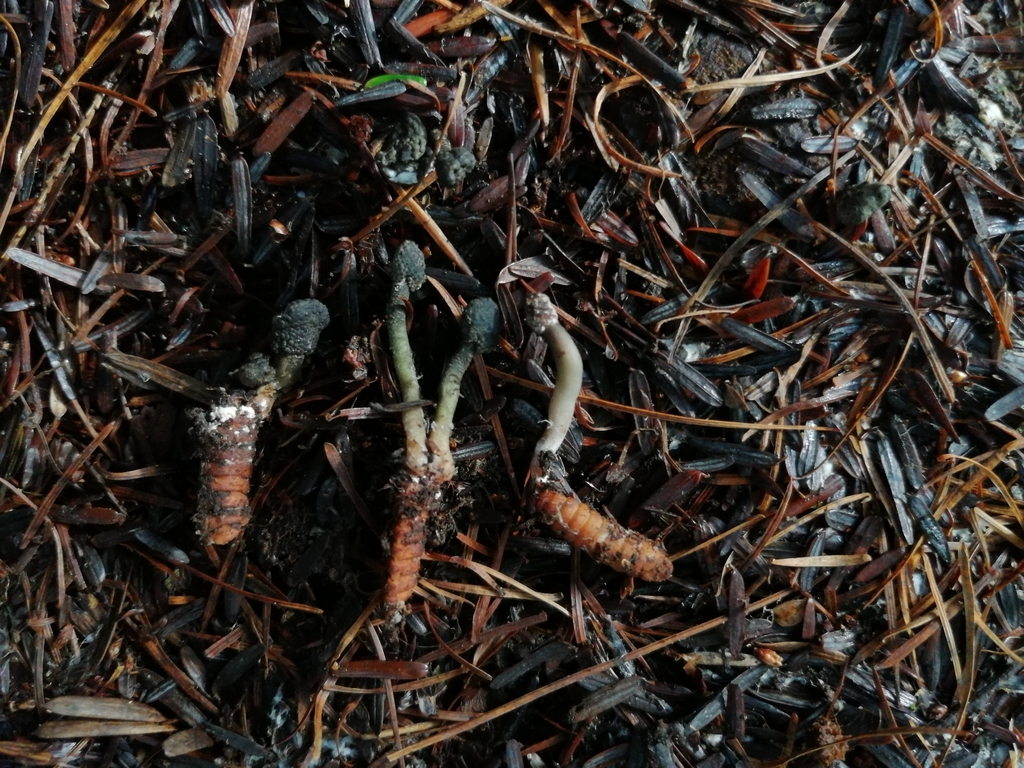 Tolypocladium valdiviae from Valdivia, CL-LR, CL on July 4, 2021 by ...