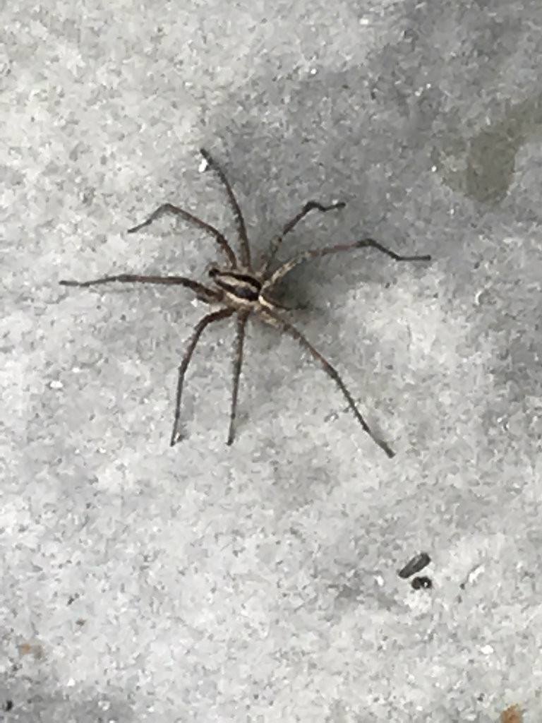 Rta clade from 3803 Spring House Ln, Cincinnati, OH, US on September 22 ...
