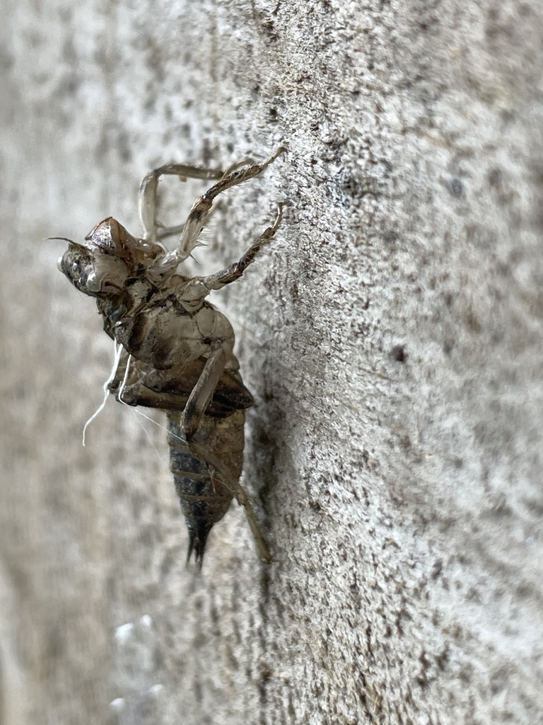 Dragonflies from Coolart Rd, Tuerong, VIC, AU on January 26, 2023 at 01 ...