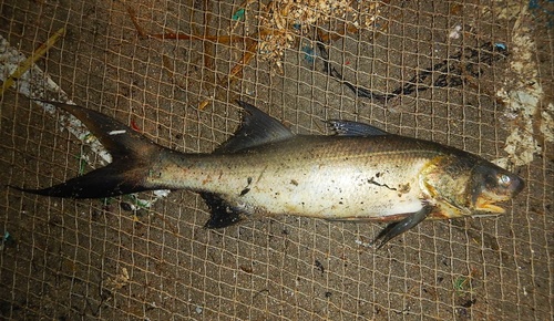 Indian Threadfin (Leptomelanosoma indicum) · iNaturalist