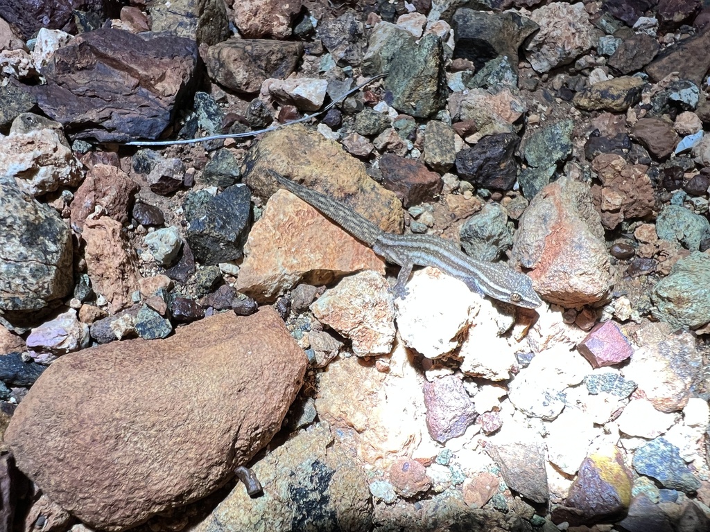 Pilbara Clawless Gecko in January 2023 by Bruce Edley · iNaturalist