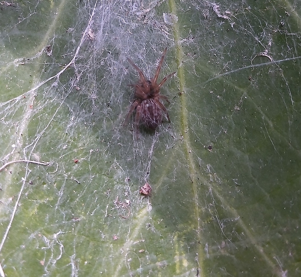 House Spiders from Bulleen on January 26, 2023 at 11:55 AM by Eleanor ...