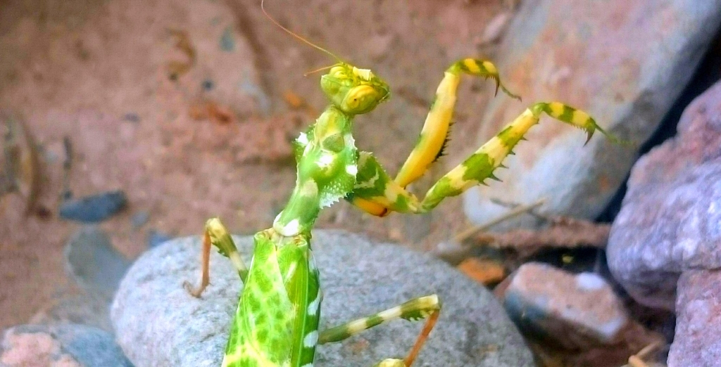 Thistle Mantis from Saravan, IR-SB, IR on April 21, 2020 at 10:12 AM by ...