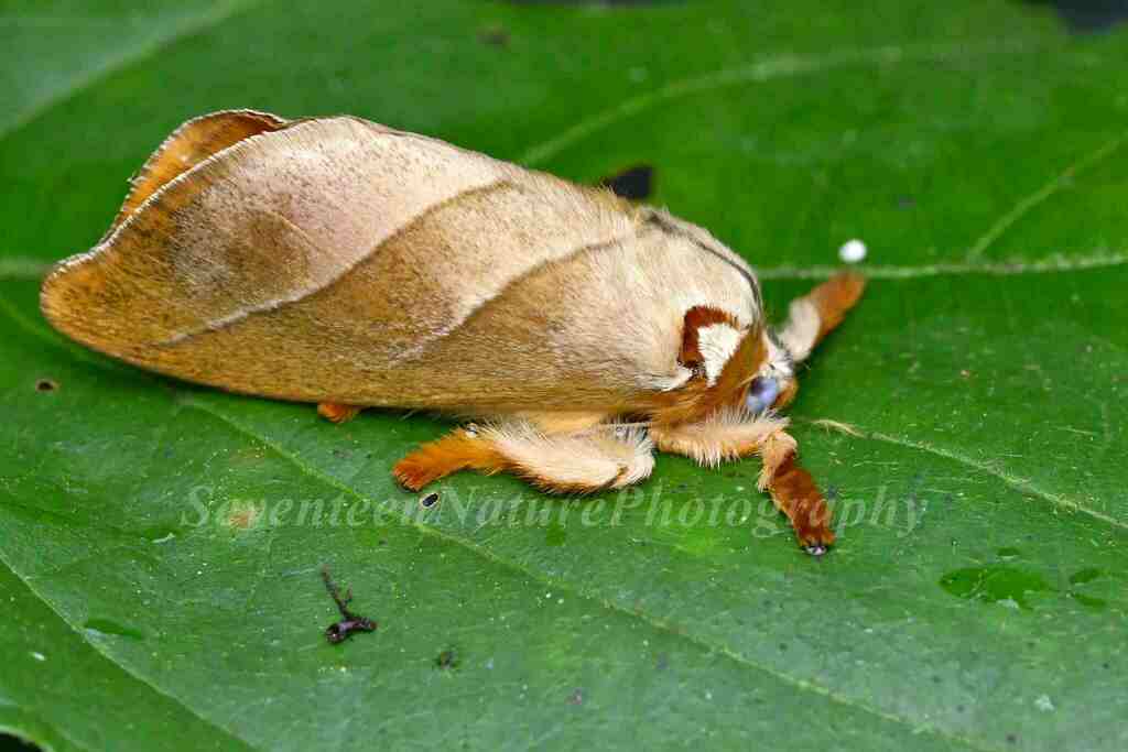 Mahanta from 中国海南省五指山市 on January 16, 2023 at 10:36 AM by 石柒 · iNaturalist