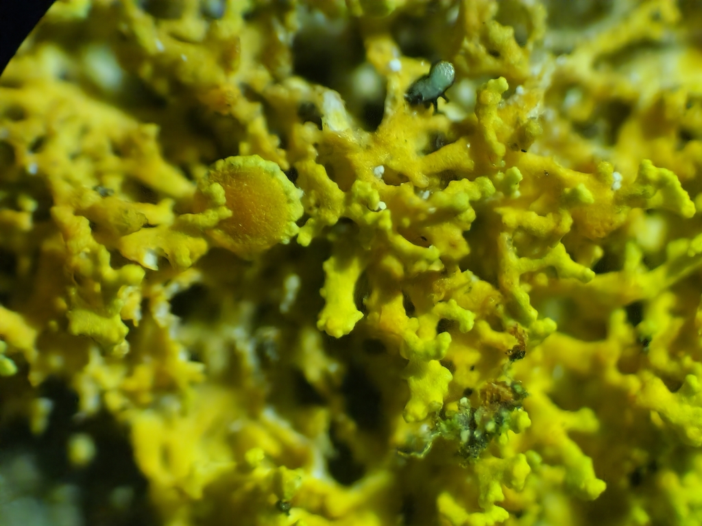 Xanthorioideae from Clinton, WA 98236, USA on January 25, 2023 at 05:59 ...