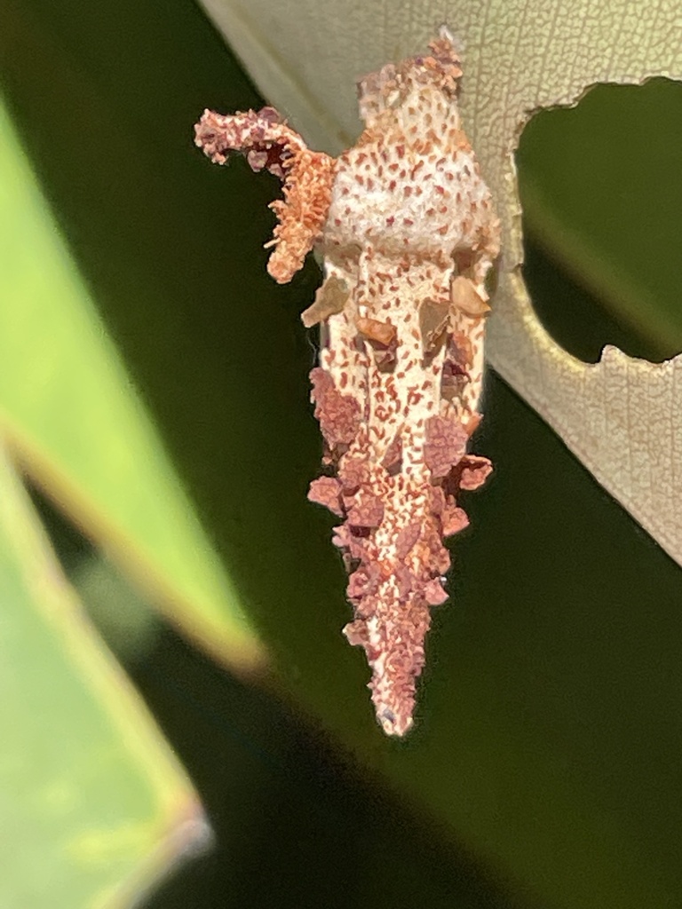 Bagworm Moths from Warrenda Pl, Bittern, VIC, AU on January 26, 2023 at ...
