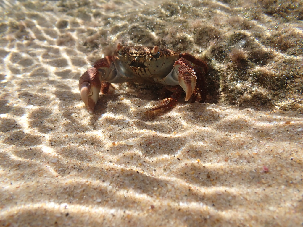 Red-eyed Reef Crab from Nkundwini, South Africa on January 8, 2023 at ...