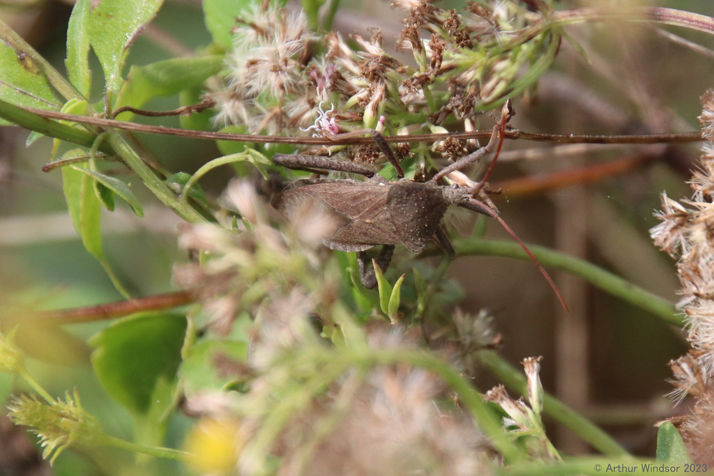 Florida Leaf-footed Bug from JW Corbett Wildlife Management Area, FL ...