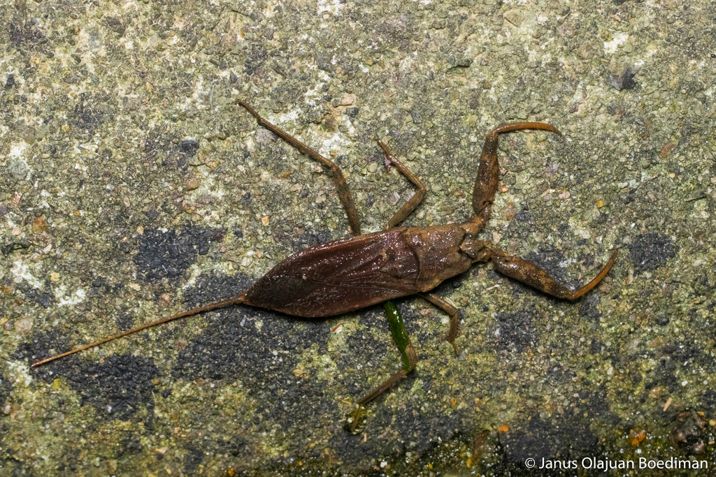 Laccotrephes in October 2021 by Janus Olajuan Boediman · iNaturalist