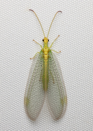 Osmylops sejunctus · iNaturalist Ecuador