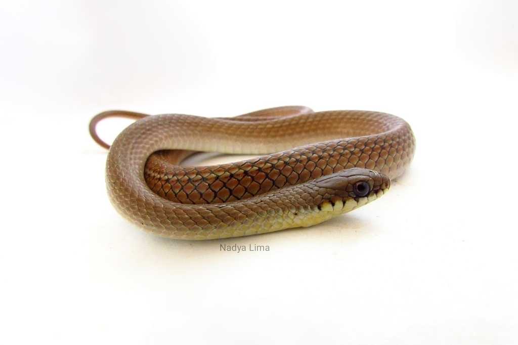 Scorpion Snake from Goiás on November 7, 2022 by Nadya Teixeira de Lima ...