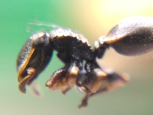 Cephalotes frigidus · iNaturalist