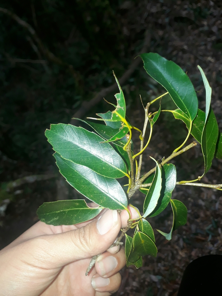 ring-cupped oak from 336台灣桃園市復興區138-6 on January 26, 2023 at 02:12 PM ...