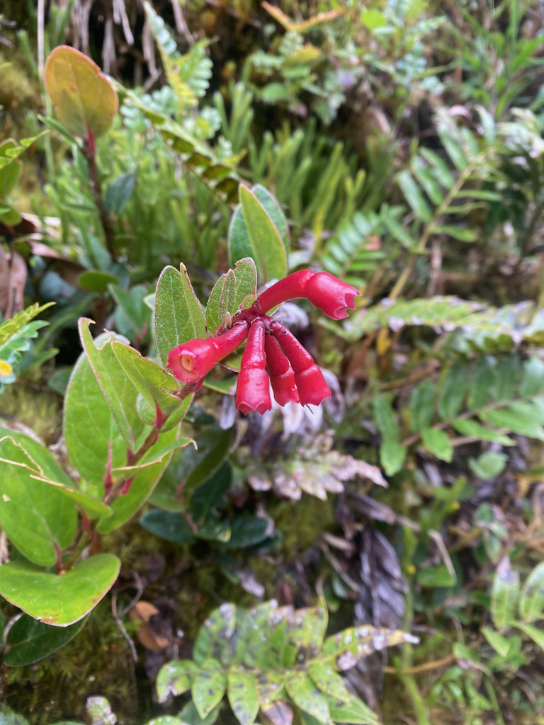 Macleania rupestris from San José Province, Copey District, Costa Rica ...