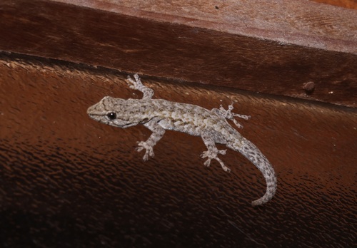 Subspecies Lygodactylus angularis angularis · iNaturalist