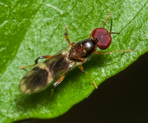 Genus Abavus · iNaturalist