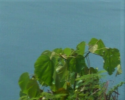 Balsa Tree from 1-Soufriere, St Lucia on March 18, 2015 at 01:06 PM by ...