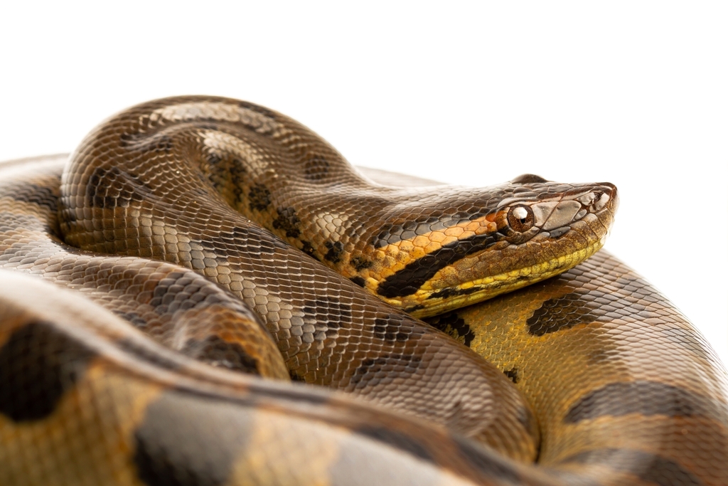 Green Anaconda Head