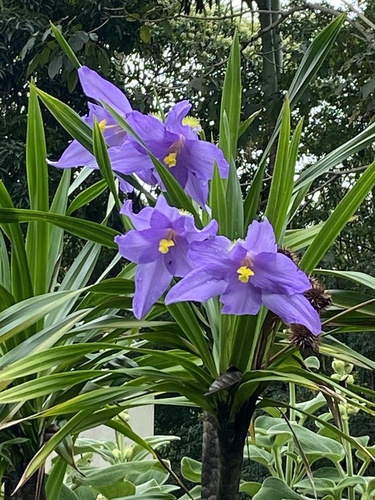 Vellozia bahiana · iNaturalist