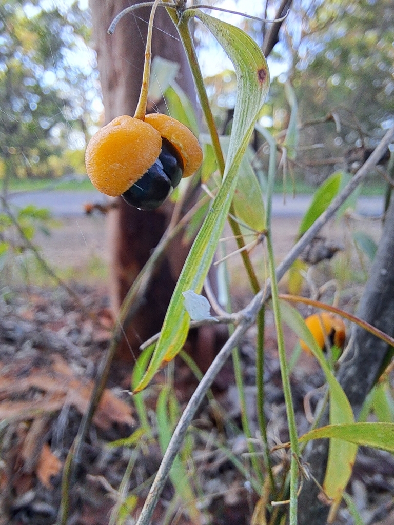 Wombat Berry from Wangi Rugby League Football Club, Wangi Wangi NSW ...