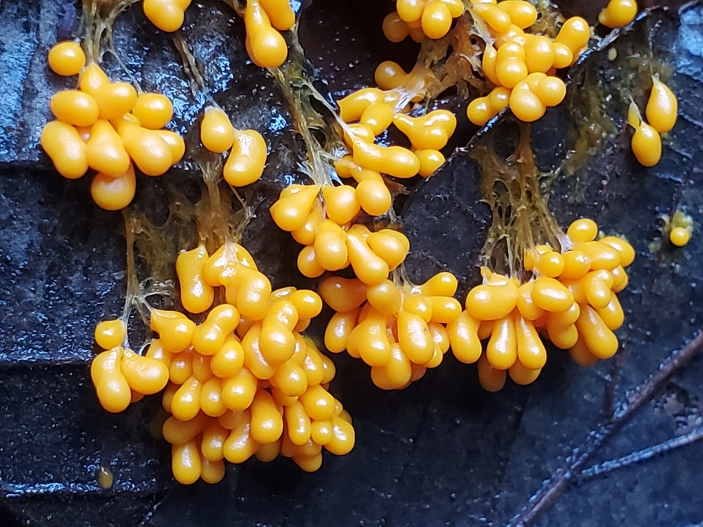 insect-egg slime from Capital, CA-BC, CA on January 26, 2023 at 02:31 ...