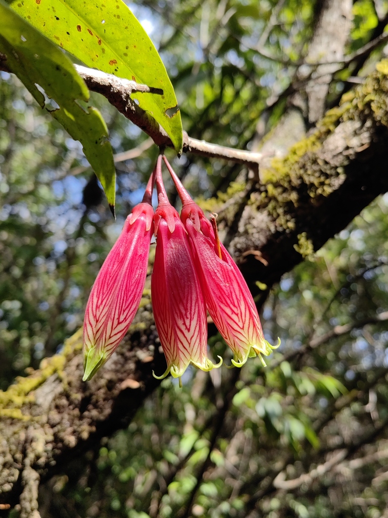 Agapetes megacarpa from Mengla County, Xishuangbanna Dai Autonomous ...
