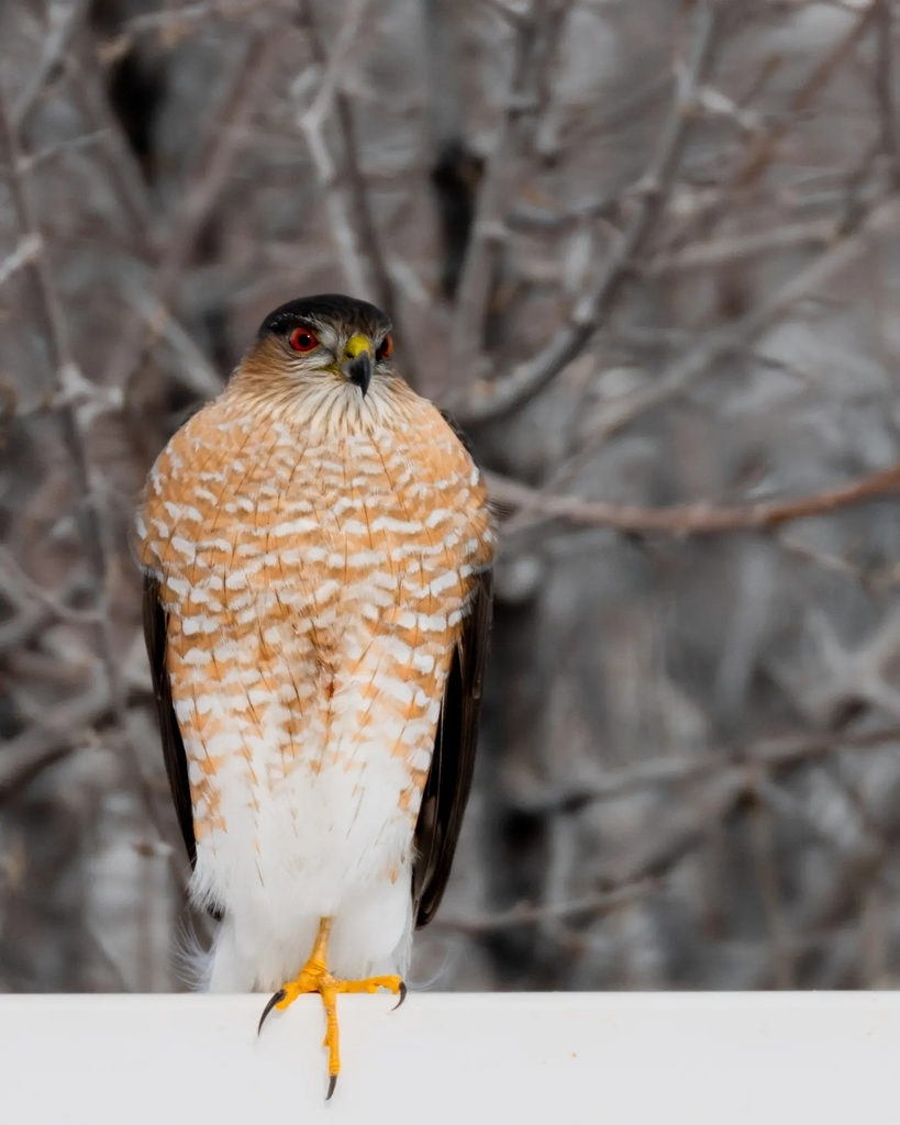 Sharp-shinned Hawk in January 2023 by Rey Kifuri · iNaturalist