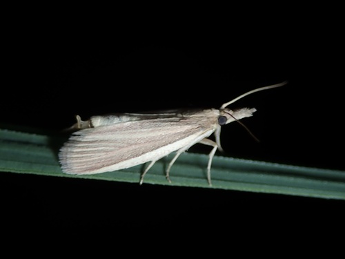 Pseudocatharylla infixellus · iNaturalist