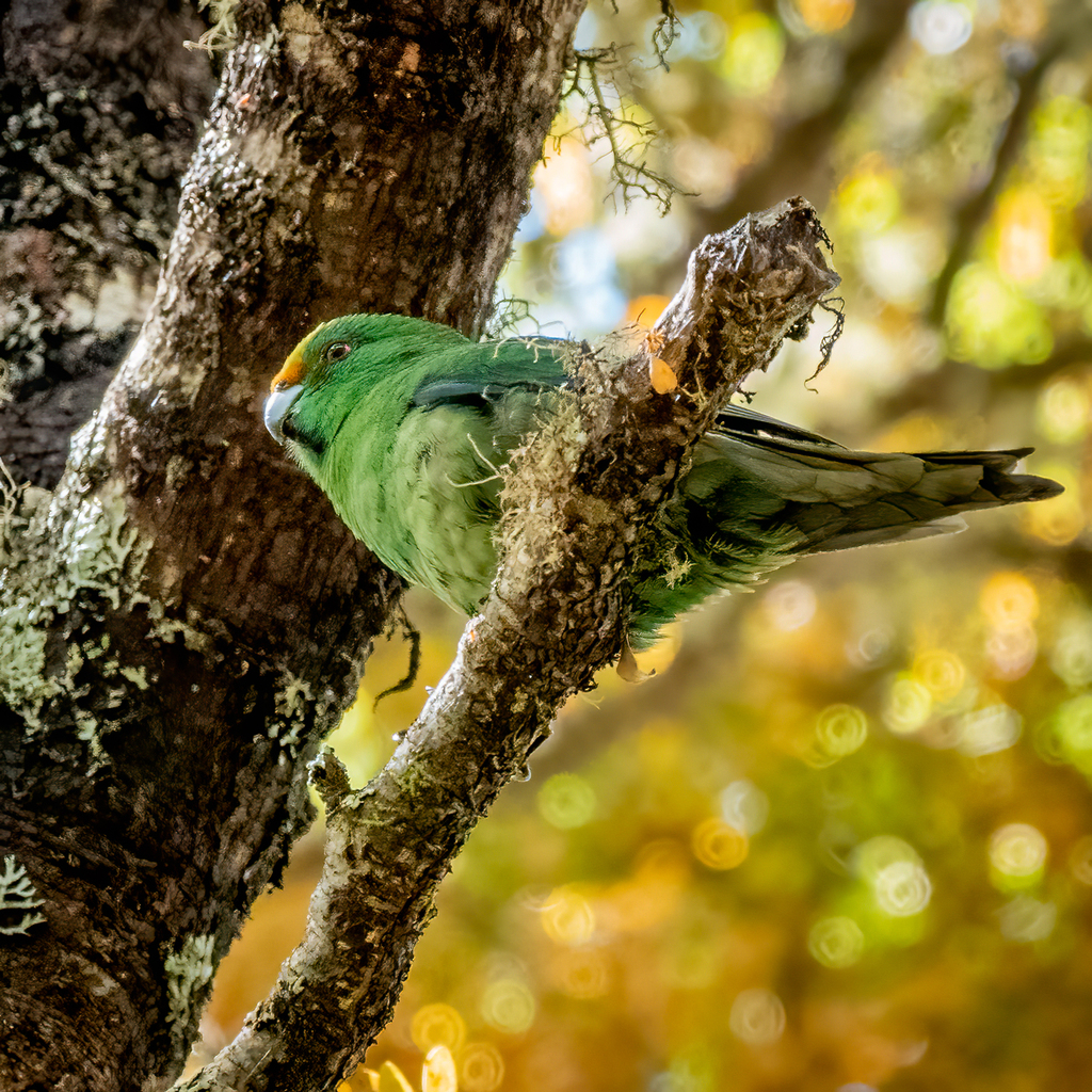 Malherbe's Parakeet in January 2023 by Thomas Hovmøller · iNaturalist