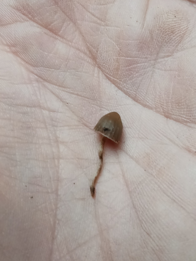 Psilocybe pelliculosa in January 2023 by Bryce Edward Englehardt ...