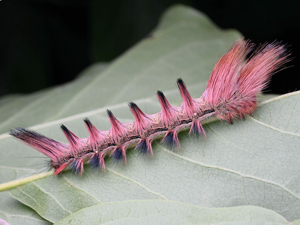 Monkey Moths from 中国云南省红河哈尼族彝族自治州屏边苗族自治县 on August 2, 2022 at 09:54 PM ...