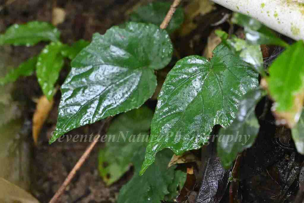 Begonia handelii from 中国海南省五指山市 on January 16, 2023 at 02:02 PM by Shi ...