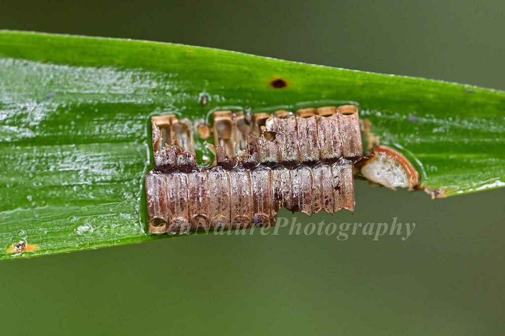 Sosibia from 中国海南省五指山市 on January 16, 2023 at 02:18 PM by 石柒 · iNaturalist