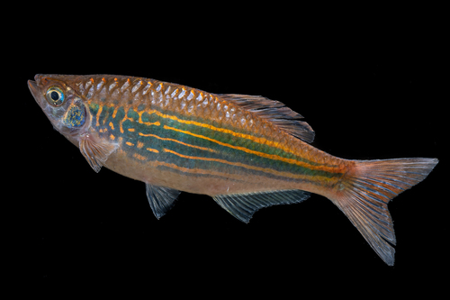 Queen Danio (Devario regina) · iNaturalist