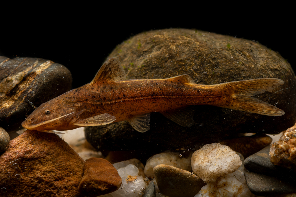 (Glyptothorax prashadi) - Marine Life Identification