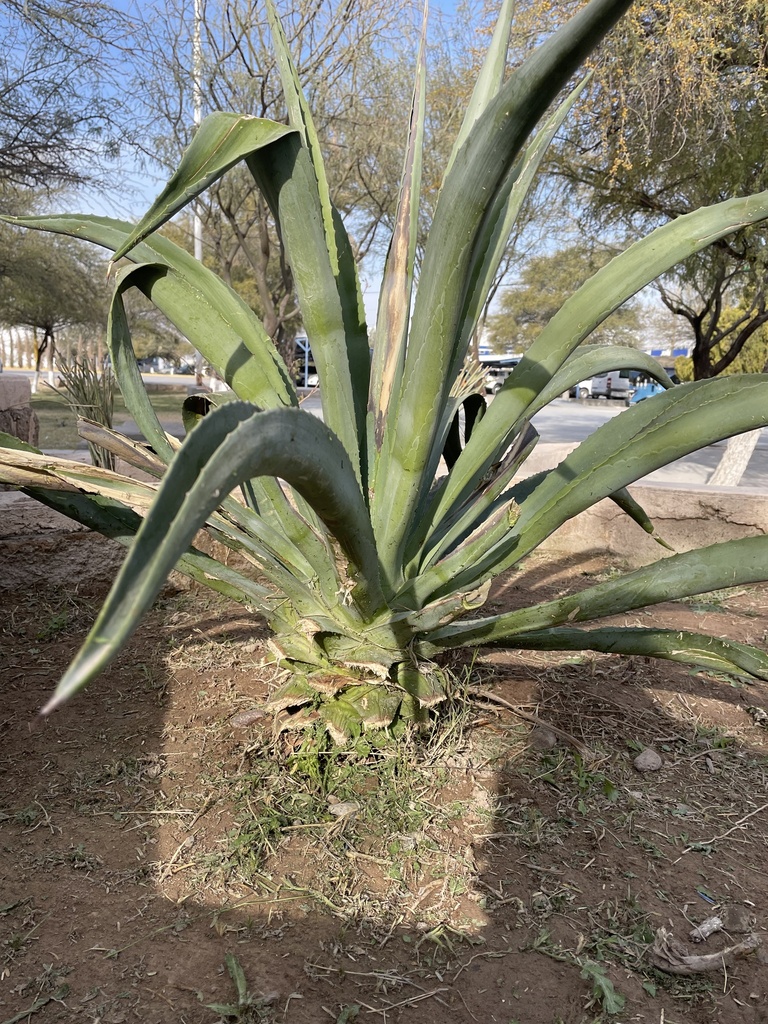 Pulque agave from Universidad Autónoma Chapingo, Mapimí, Durango, MX on ...
